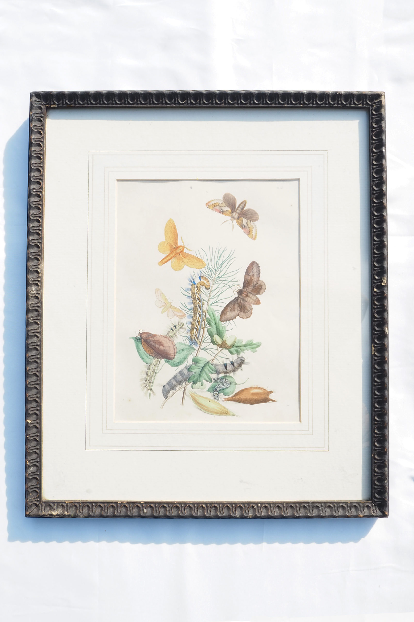 Antique Moths Framed Illustration • Wildmore